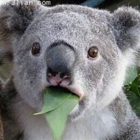 Xiaoling Liu Hubei University Of Science And Technology Hubei Department Of Chemistry