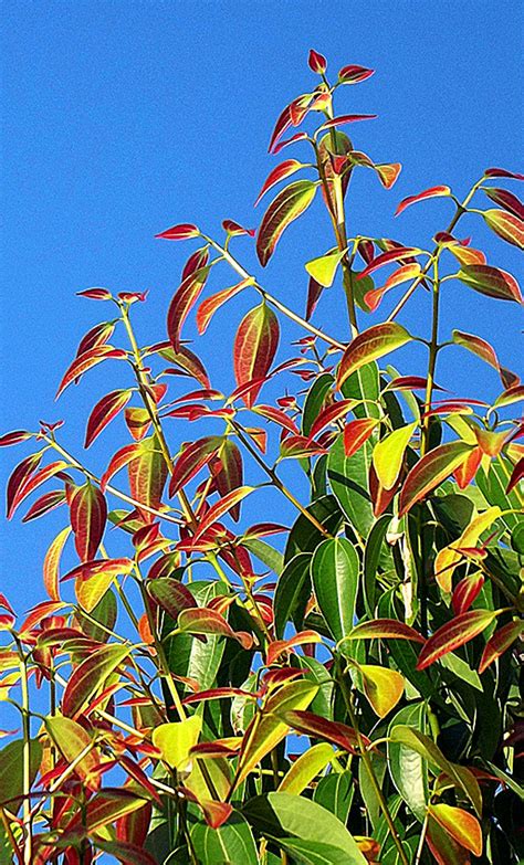Growing Cinnamon In Containers How To Grow Cinnamon Plant Naturebring