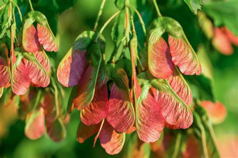Red Maple Tree Fruit
