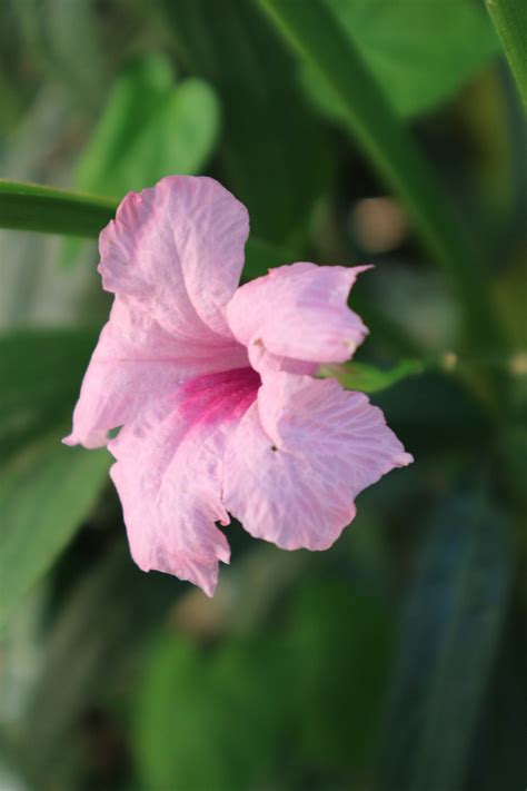 Floare Violet Gradina Cu Fotografie Gratuită Pe Pixabay