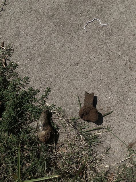 Anyone Know What These Are They Were Growing In My Yard Album On Imgur