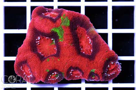 Homophyllia Bowerbanki Bleeding Apple” Coral Zone