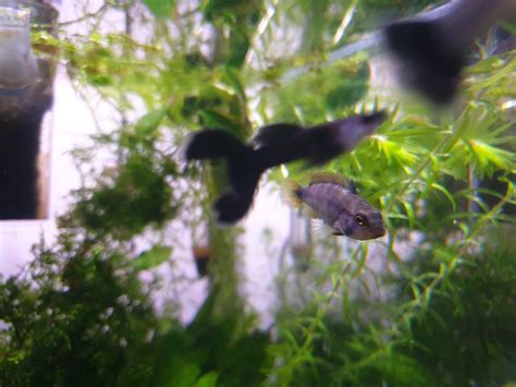 Apistogramma Panduro Sex Rapistogramma