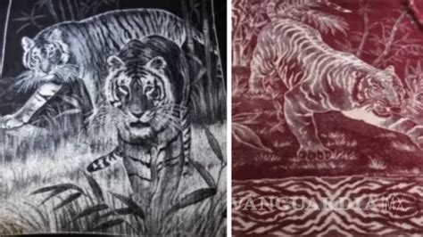 Cobijas De Tigre” La Historia Detrás Del Símbolo Del Invierno Mexicano