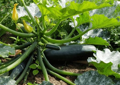 Black Beauty Zucchini Plant Thriving Garden Essential