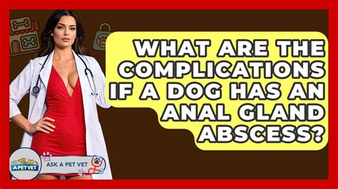What Are The Complications If A Dog Has An Anal Gland Abscess Ask A