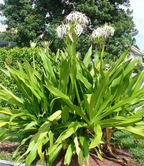 Fps155fp155 Crinum Sppcrinum Lily Swdtre