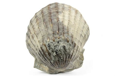 5 9 Fossil Pecten Ventura County California 246313 For Sale