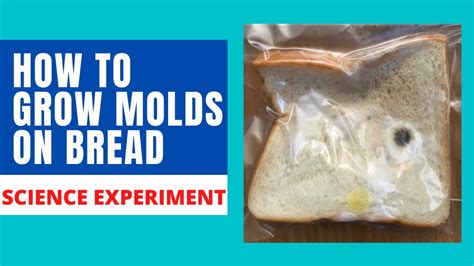 Types Of Bread Mold