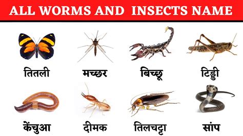 Animal Worms Pictures And Names