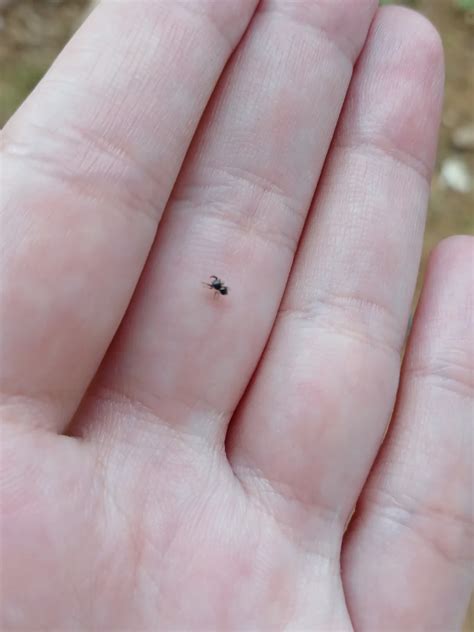 I Made The Smallest Spider Friend Today Scrolller