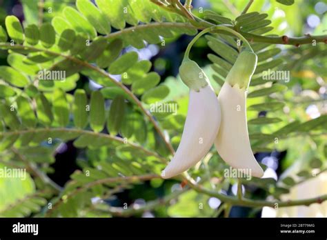 Agasta hi-res stock photography and images - Alamy