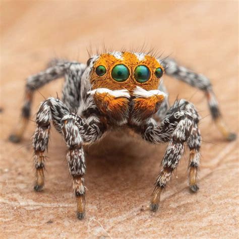 Australian Peacock Spider