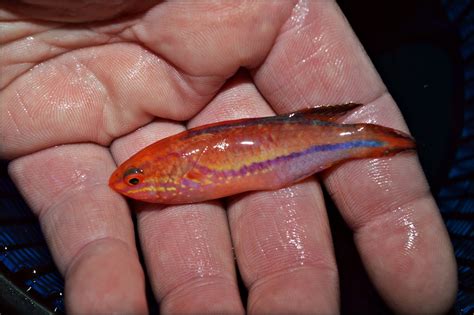 Cresecent Tail And Wrasse Pintail Wrasses