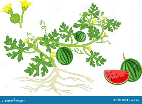 Watermelon Plant With Fruits Flowers Green Leaves And Root System On
