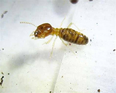 Photos And Info On Ants And Termites Of Malaysia Bulbitermes
