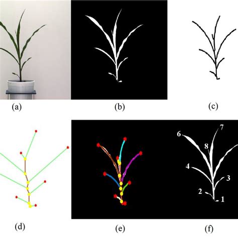 image based plant phenotyping computation pipeline a original image