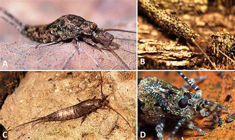 Jumping Bristletails Encyclopedia Of Arkansas