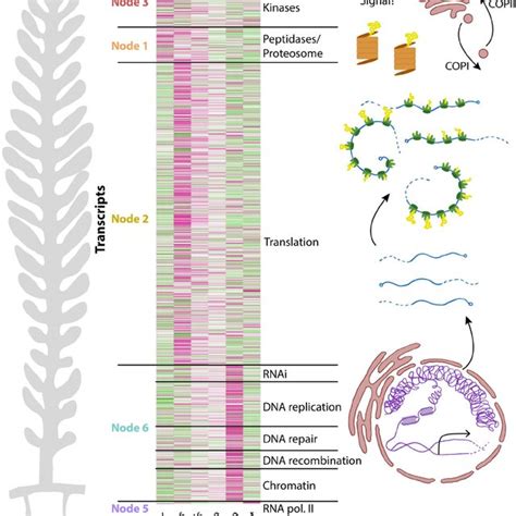 The Relationship Between Cell Compartmentalization And Morphology