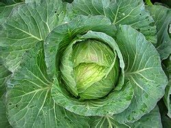 Cabbage Wikipedia