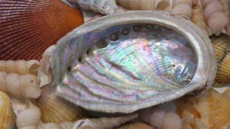 Concha Ariel Imagens Download Grátis No Freepik