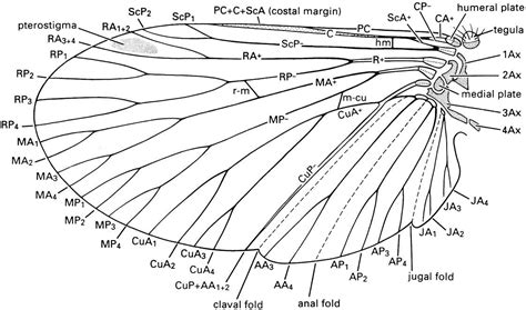 Insect Wing Diagram
