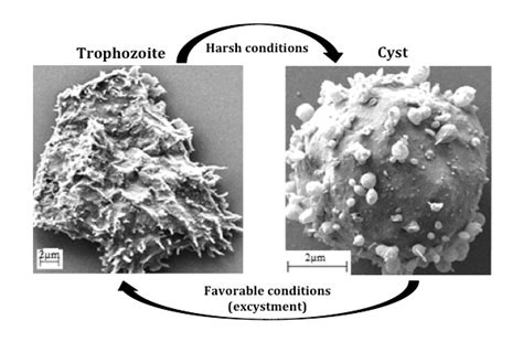 Jlr New Insights Into Treating Amoebic Keratitis