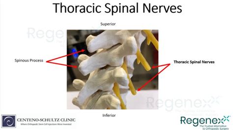 Thoracic Spine Anatomy Exploring Parts And Functions