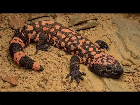 30 Seconds With The Gila Monster At The Springs Preserve La Vegas