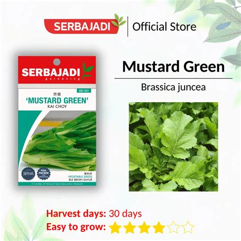 [jakekebun] Serbajadi Mustard Green Kai Choy Vegetable Seed Biji Benih