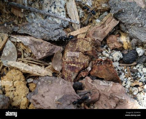 Carpenter Ants Typical Sugar Ants And Allies Camponotus Insecta