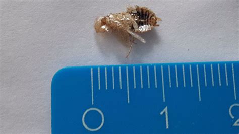 Ectobius Vittiventris E Lapponicus Or Tawny Cockroach In House