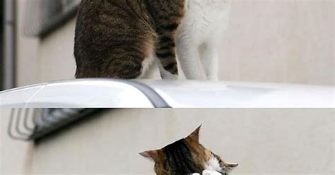 Affectionate Cats Imgur