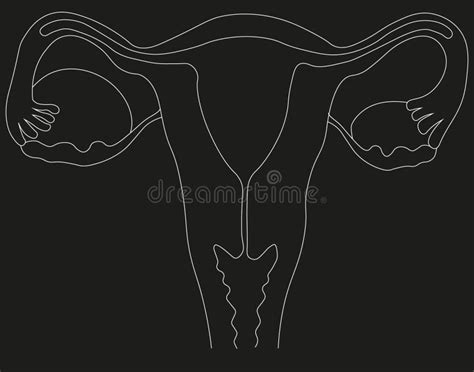 Female Reproductive System Female Reproductive Organs Stock Vector