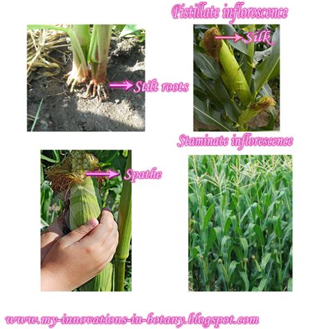 Botany Mother Of Life Poaceae