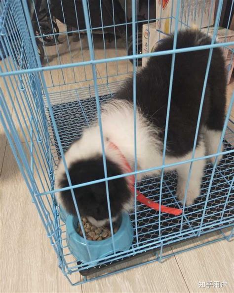 狗狗从小笼养，现在拉屎撒尿都在笼子里！ 知乎