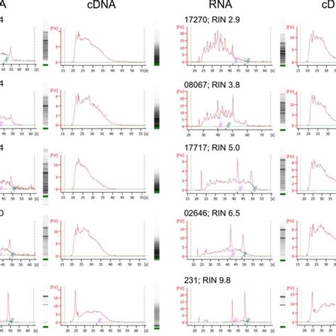 Rna And Cdna Analysis By Agilent 2100 Representative Electropherogram