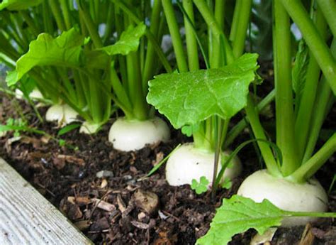 Microbe Lift Microbe Lift