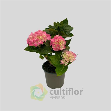 Hydrangea Macrophylla Pink Sunset