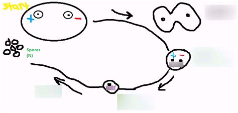 Biol 197 Lab 6 Diagram Quizlet