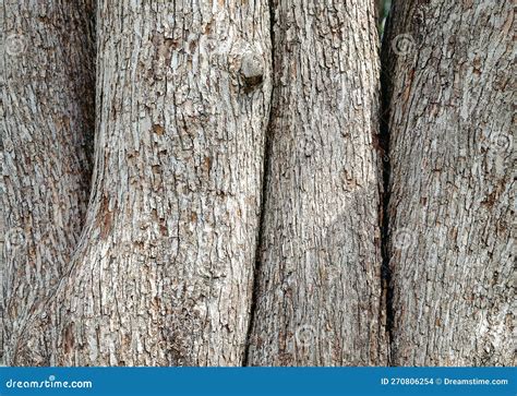Detail Texture Tree Bark Beautiful Patterns For Decorative Design Wallpapers Natural