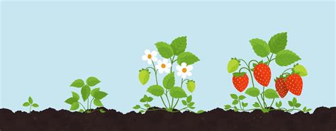 Plant Growth Progress Diagramv Royalty Free Vector Image