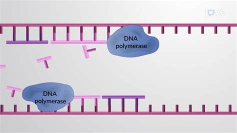 Dna Replication Semiconservative 5 3 Dna Synthesis Chemistry Jove