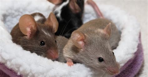 Mouse Quiz Test What You Know A Z Animals
