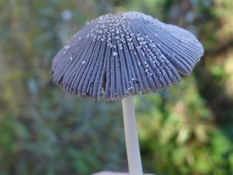 Hares Foot Ink Cap Coprinopsis Lagopus Picture Mushroom