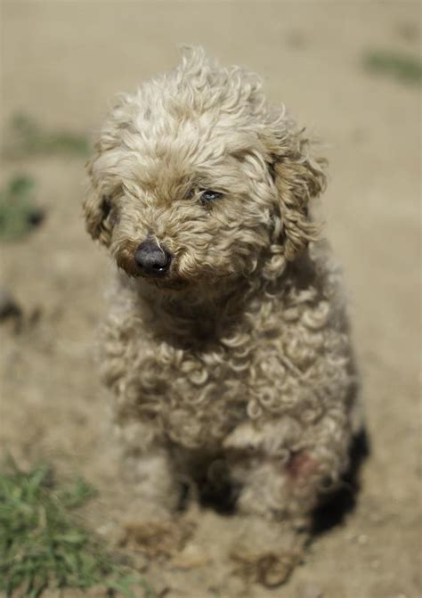 Peeches Tierschutzverein Arca E V