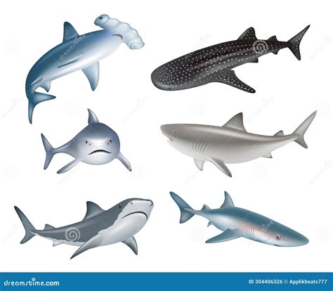 Shark Underwater Wild Life Different Realistic Dangerous Sharks Decent Vector Illustrations