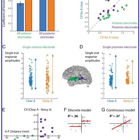 Response Amplitudes A The Response To Speech With Clear Auditory