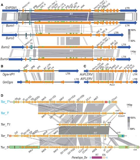 Structure Of Giant Retrotransposons In Invertebrates A Gypsy Like