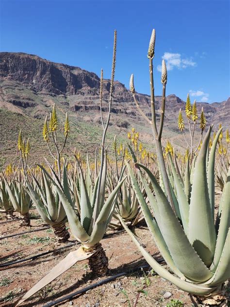 Aloe Vera Plant Yellow Flower At Cristopher Robertson Blog